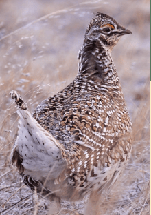 The Prairie Two-Step: The Sharp Tail Grouse Dance Season - Special ...