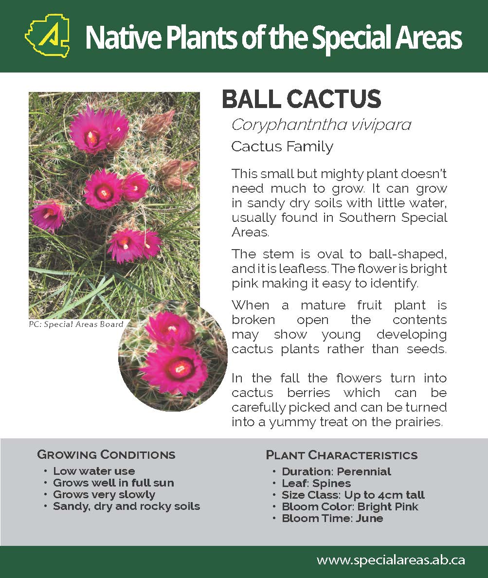 Not A Weed Wednesday – Ball Cactus - Special Areas Board