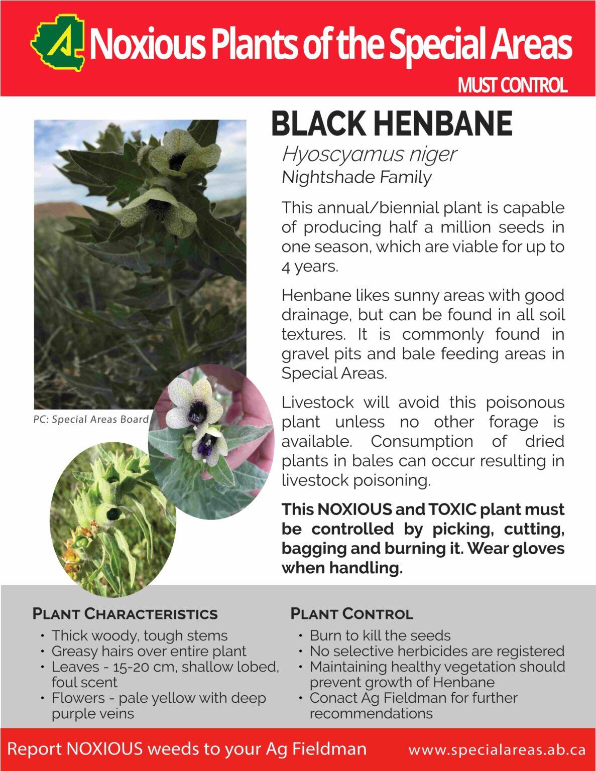 Weed Wednesday – Black Henbane - Special Areas Board
