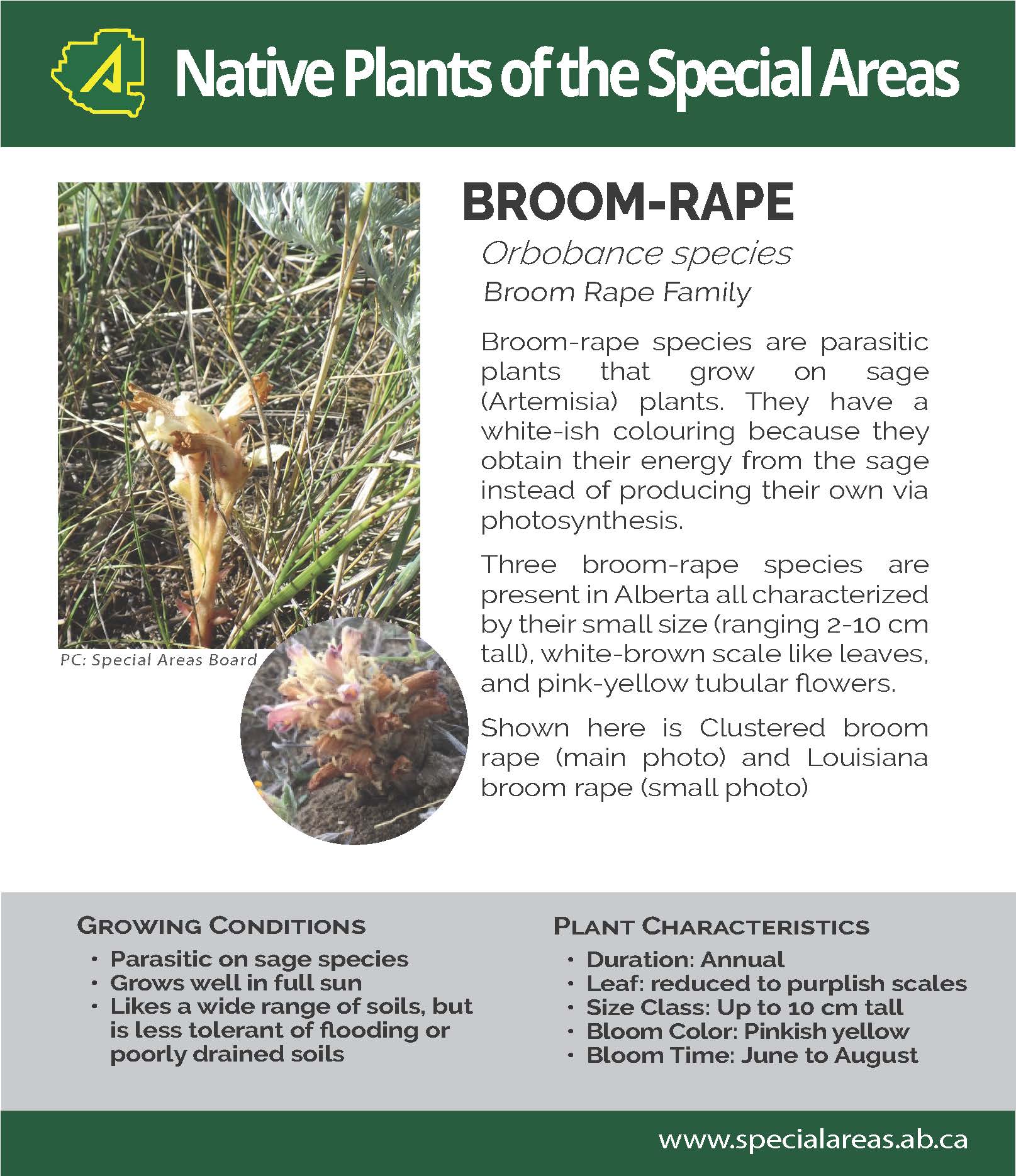 Not A Weed Wednesday – Broom-Rape - Special Areas Board