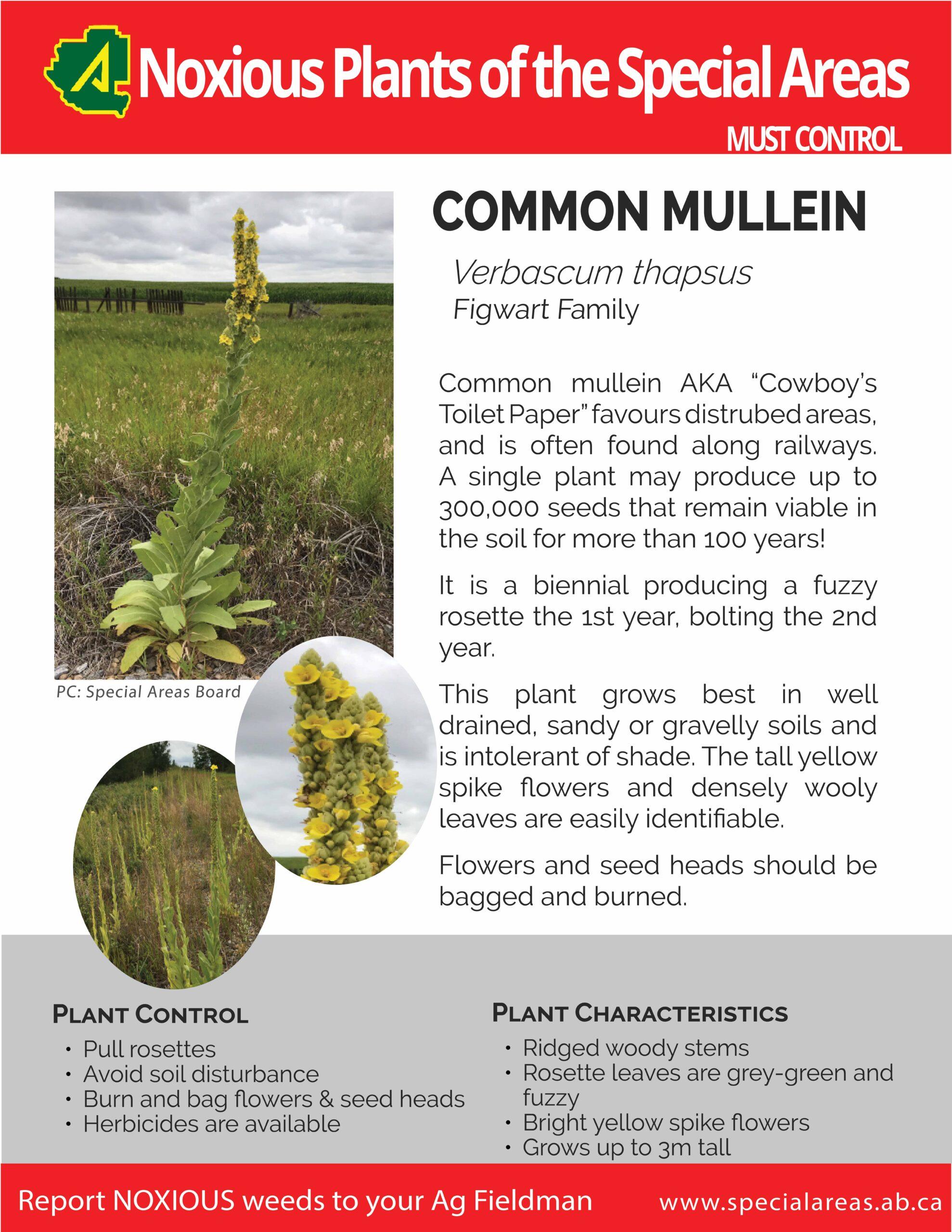 Weed Wednesday – Common Mullein - Special Areas Board