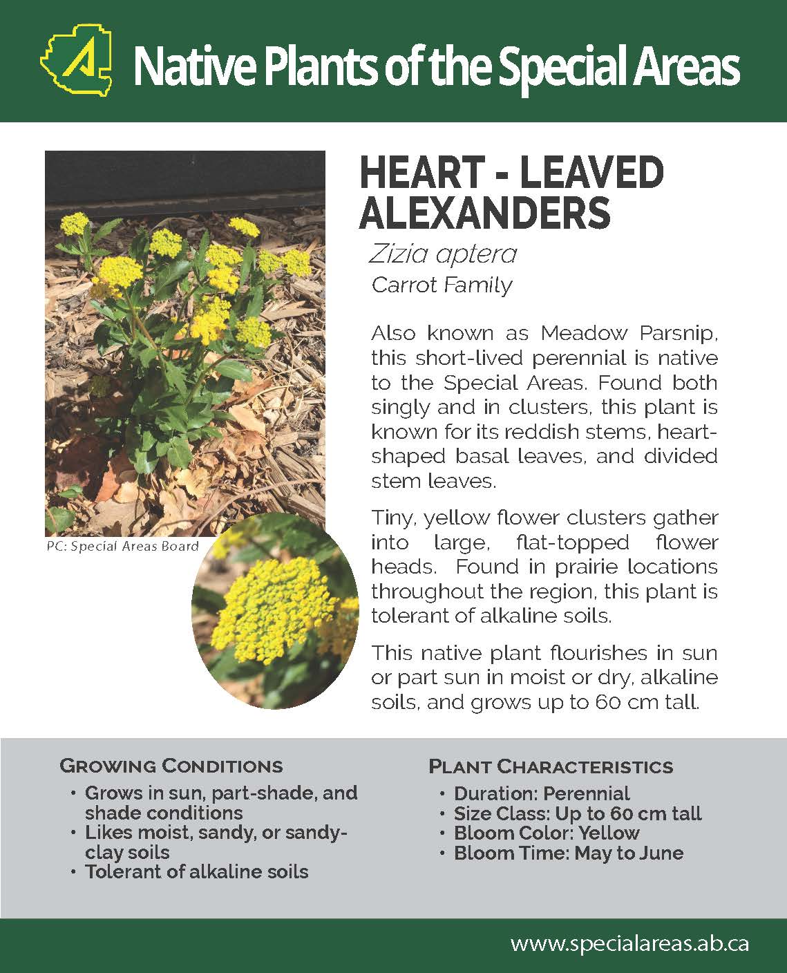 Not A Weed Wednesday – Heart-leaved Alexanders - Special Areas Board