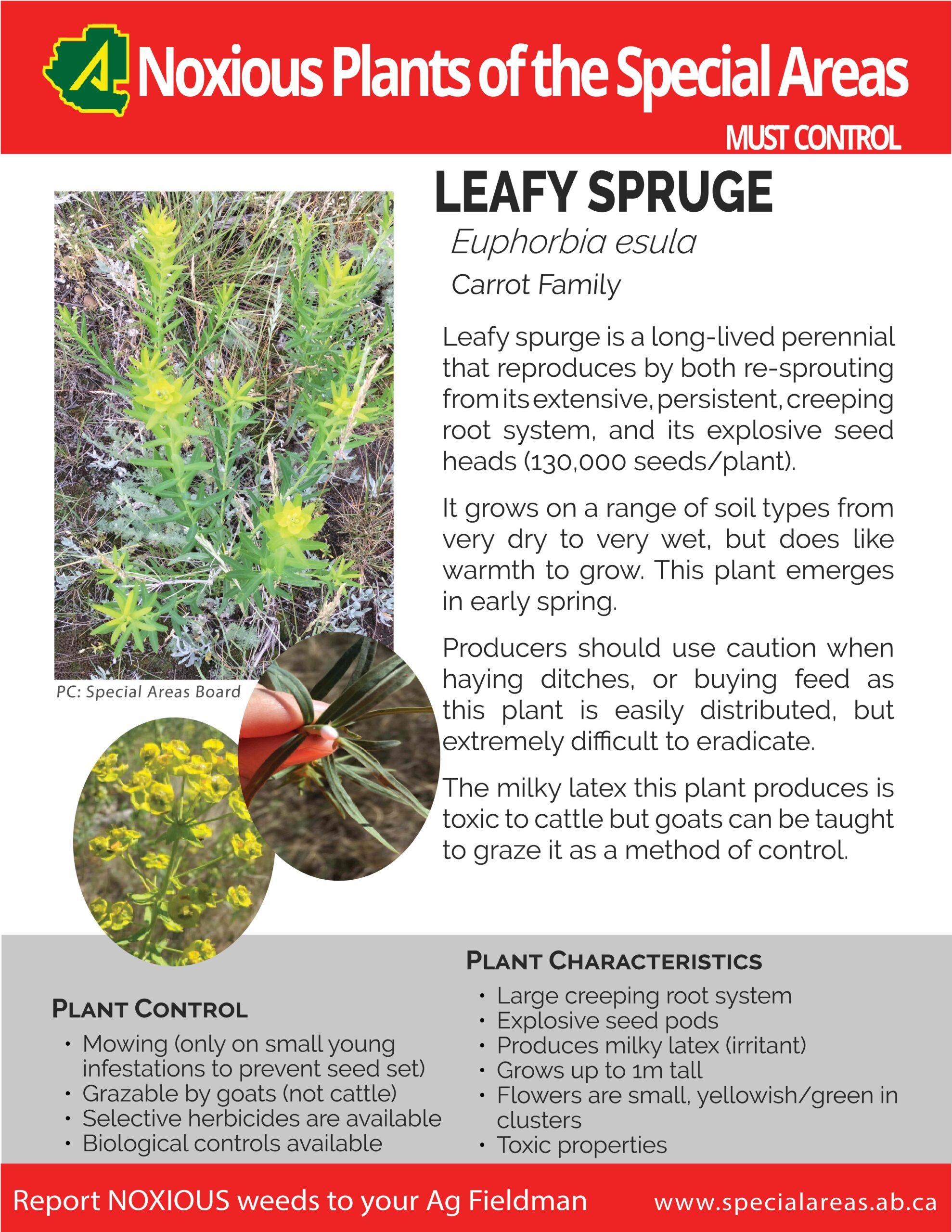 Weed Wednesday – Leafy Spurge - Special Areas Board