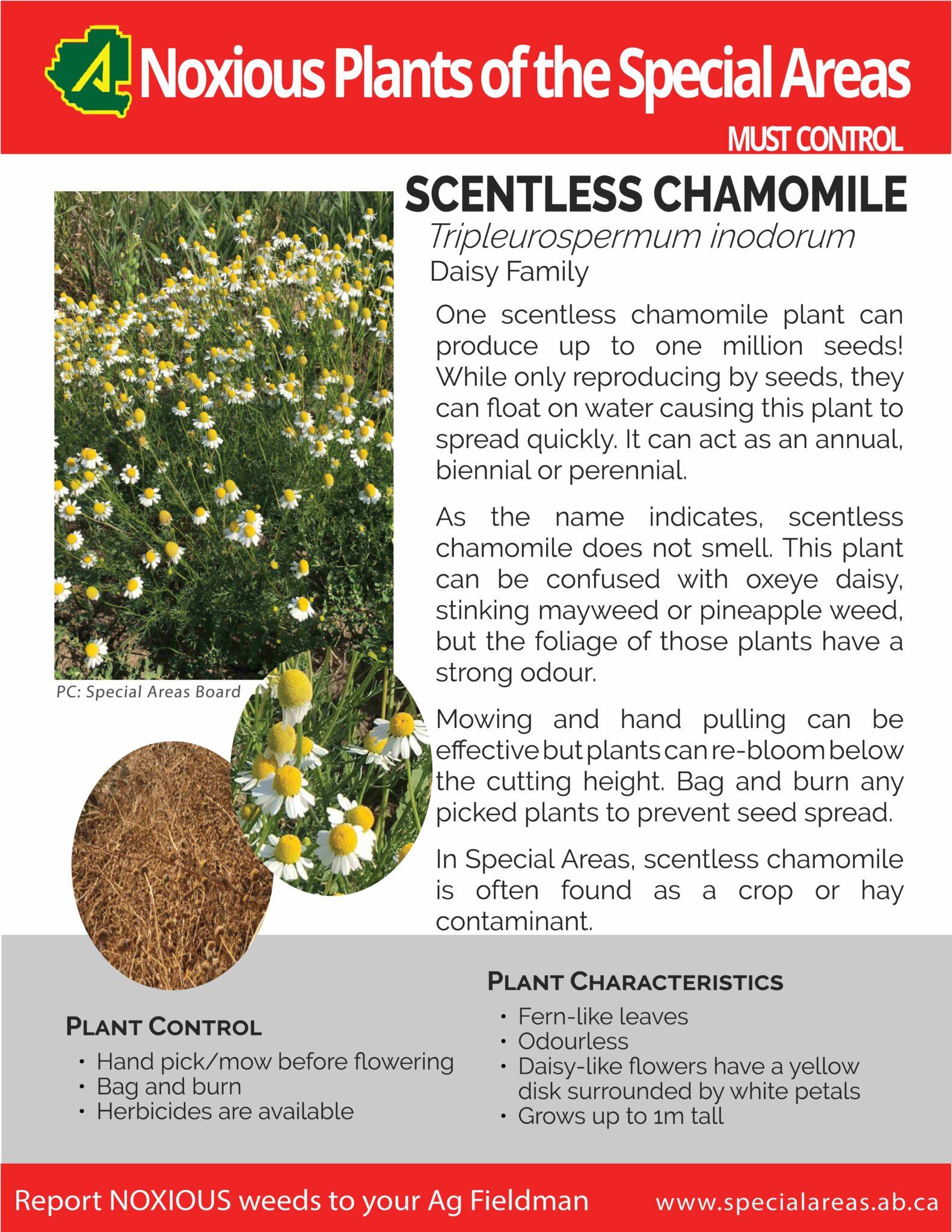 Weed Wednesday – Scentless Chamomile - Special Areas Board