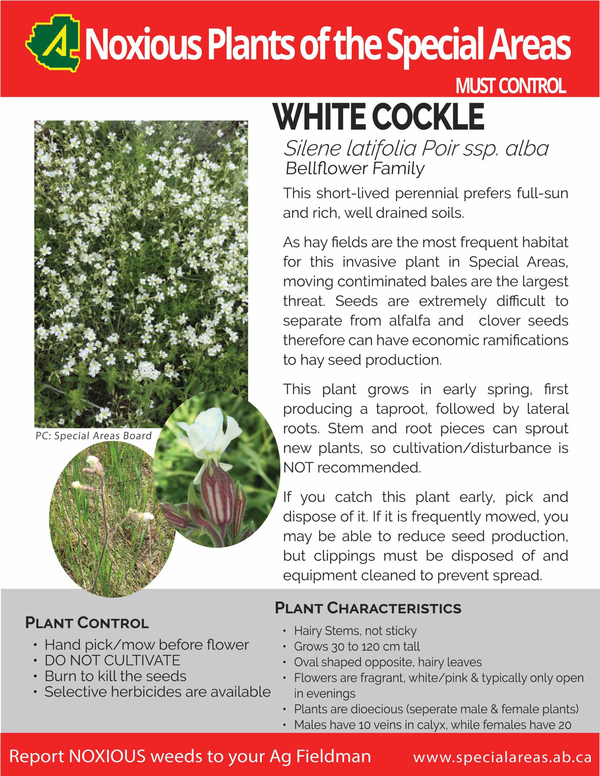Weed Wednesday – White Cockle - Special Areas Board