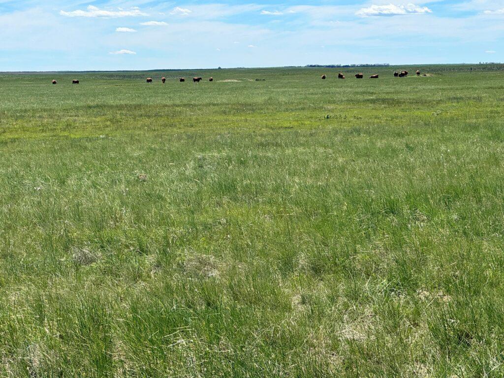 June 16-22 Native Prairie Appreciation Week - Special Areas Board